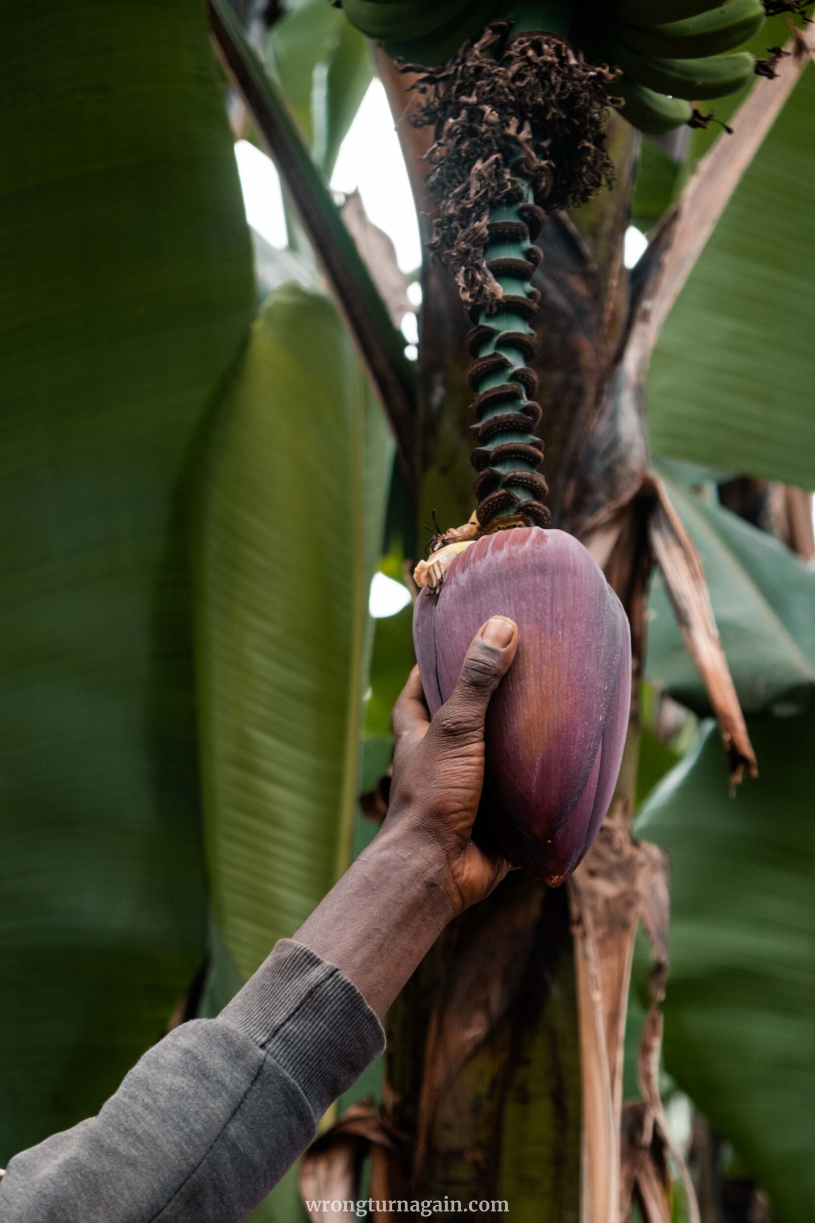 Chagga Tribe: The People of Kilimanjaro