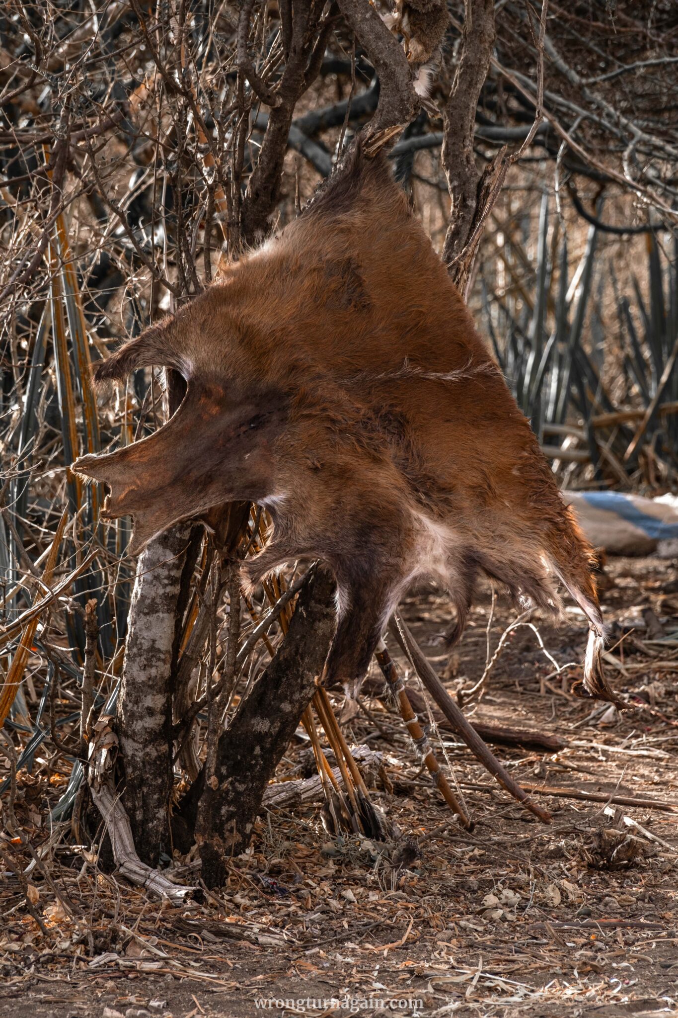 Hadzabe Tribe Authentic Experience: The Last Hunter-Gatherers of East ...