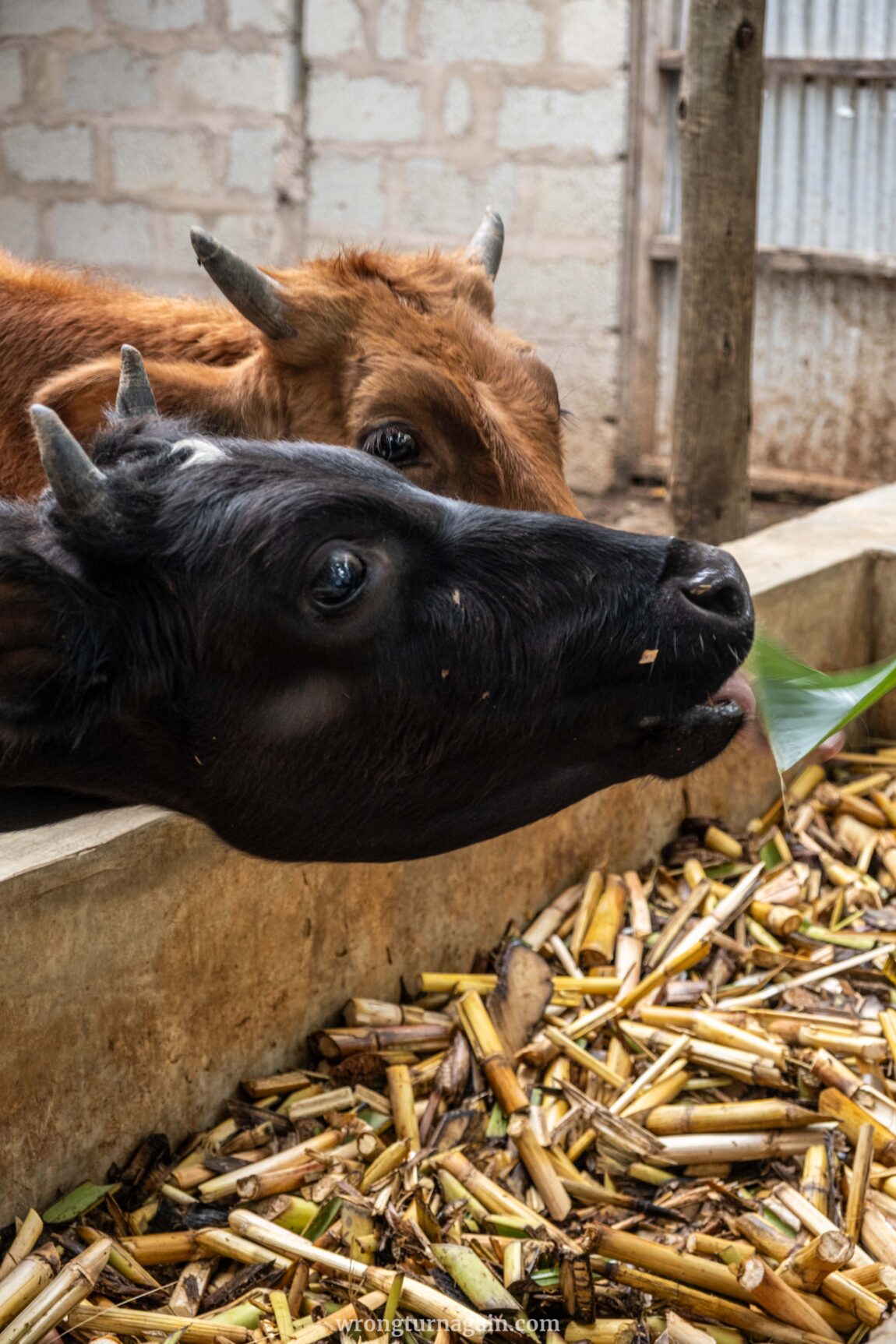 Maasai Tribe: The Cattle Guardians of Tanzania