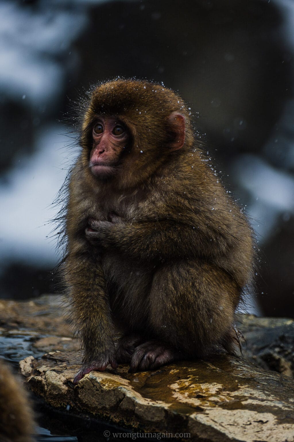 How to Visit the Jigokudani Snow Monkey Park, Japan: A Complete Travel ...